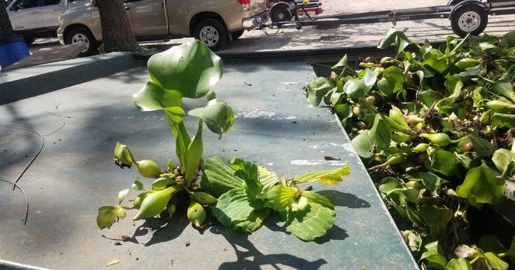 TPWD biologists relocate non-native plants from Lake Weatherford ...