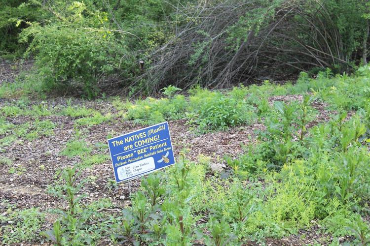 Embracing nature: Chandor trail allows native flora and fauna to ...