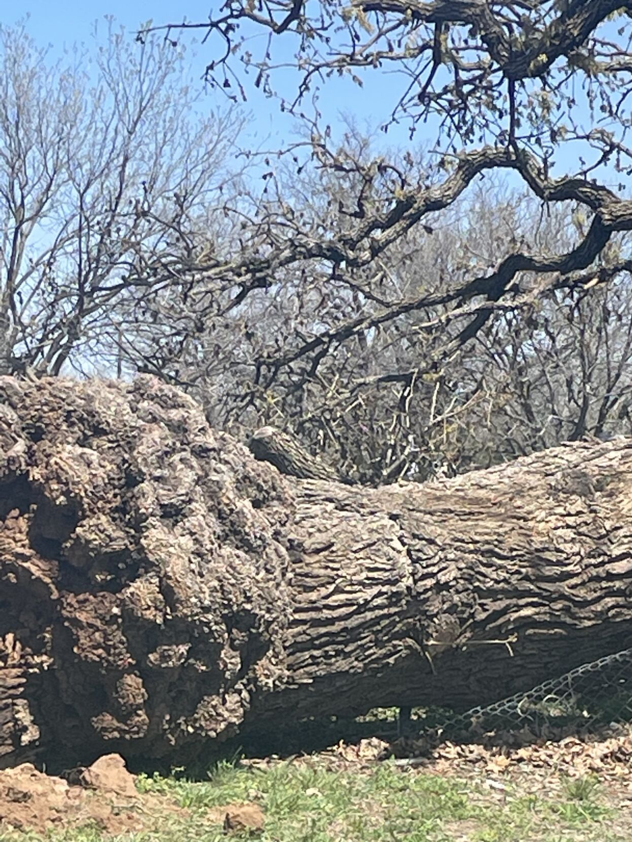 Poolville Tabernacle reborn as community rebuilds after tornado toppled ...