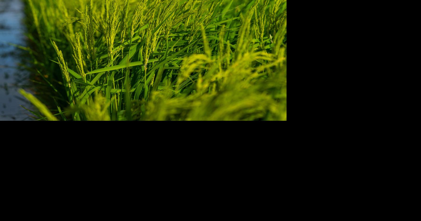 CROP AND WEATHER REPORT: Texas rice conditions mixed amid volatile ...