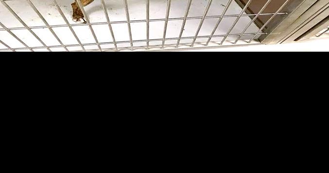 CAUGHT & CAGED: There is no shortage of pits, other intakes at shelter ...