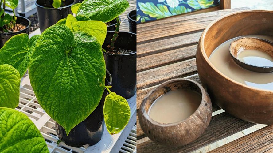 FDA Officially Confirms Kava is a Food Under Federal Law | News ...
