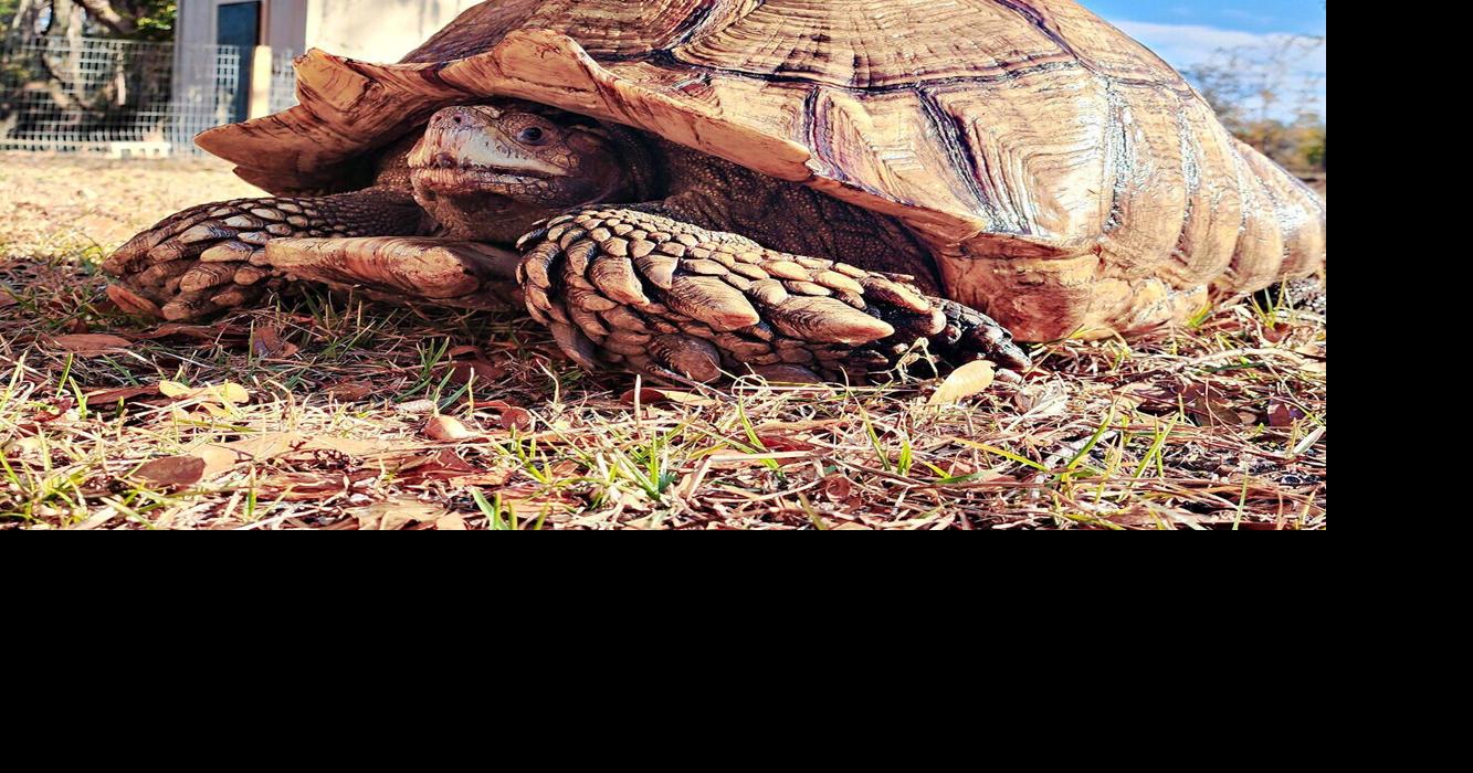 Diego the tortoise returns home safe | News | weatherforddemocrat.com