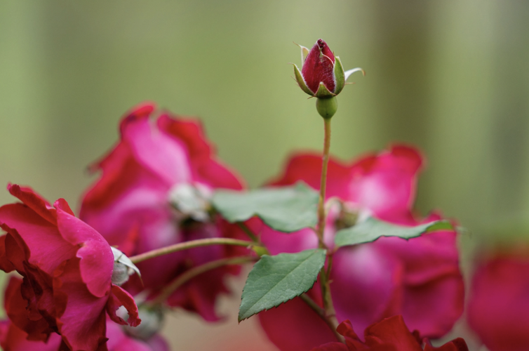 March Gardening Guide: Prepare beds, prune and plant | News ...