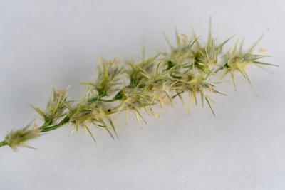 Prevention and removal: How to banish and manage grass stickers for ...