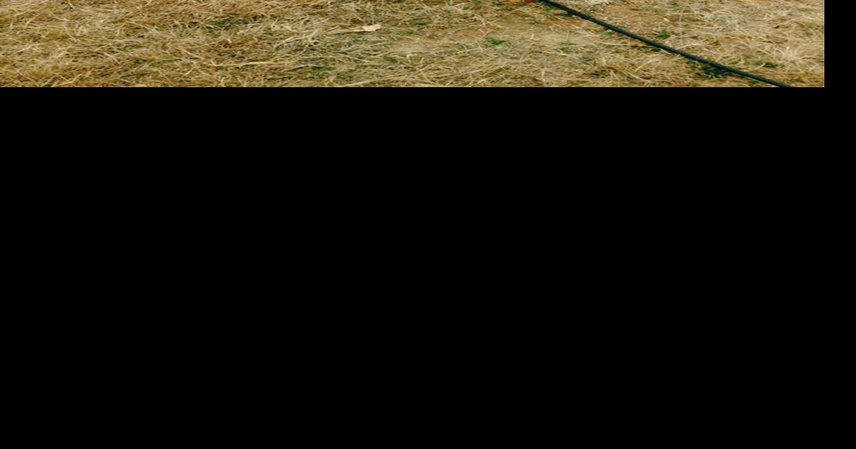 4D Farm Christmas tree shopping experience opens Saturday | News ...