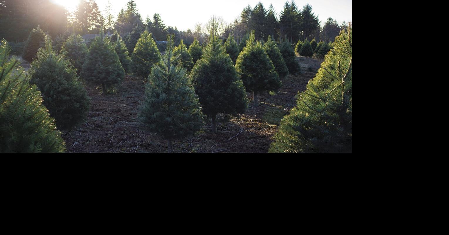 Real Texas Christmas trees boost economy, generating $397 million in ...