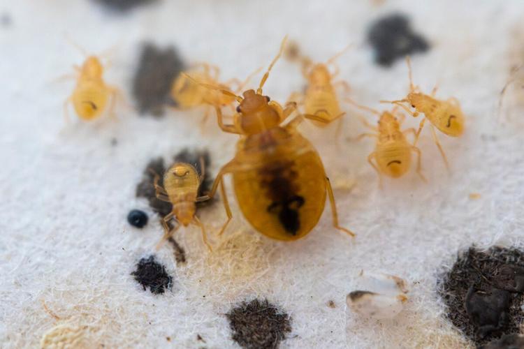 Bed bugs: How to spot them, prevent them and protect your home | News ...