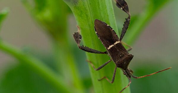 Protect your garden from leaf-footed bugs | News | weatherforddemocrat.com