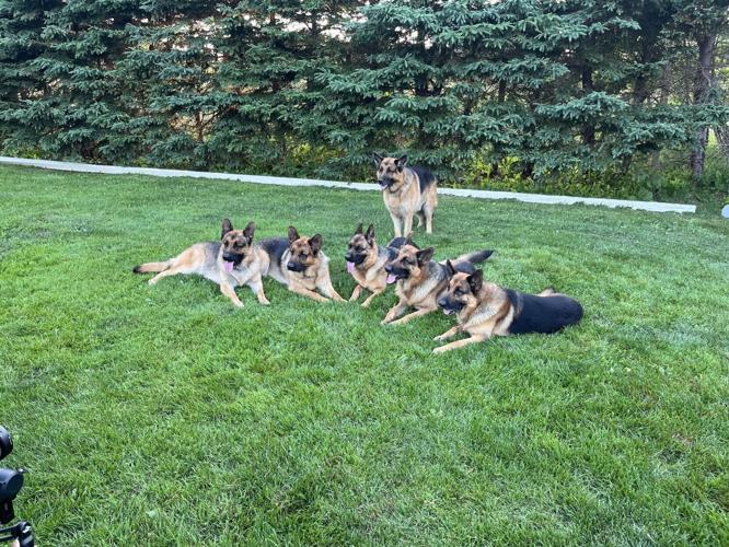 Real-life dog poisoning mystery roiling ‘Hudson & Rex’