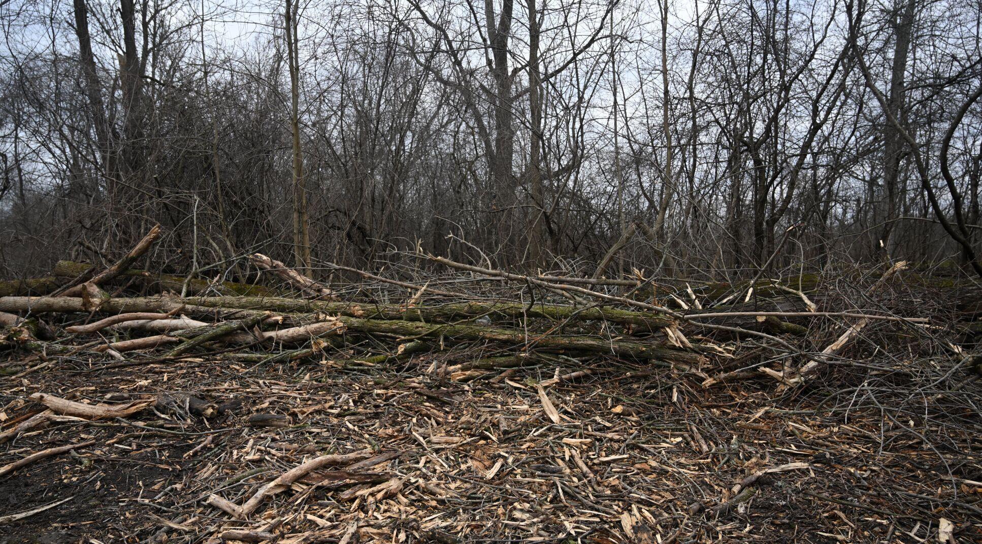 Fokkens questions tree cull on Welland’s Merritt Island