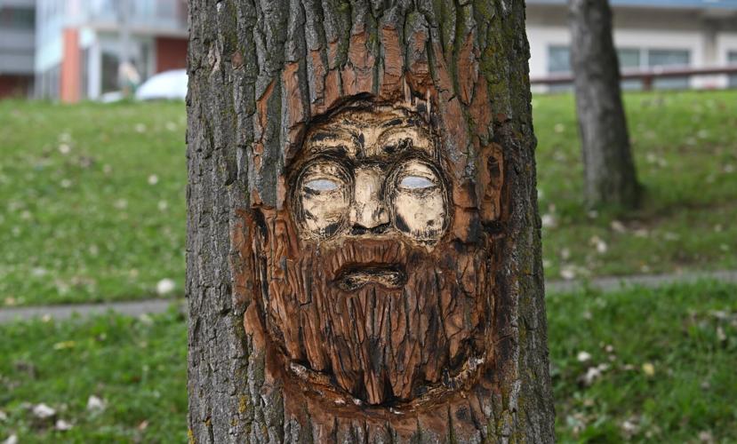 Faces carved into trees an act of vandalism: City of Welland