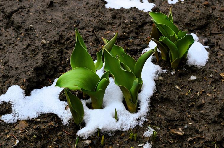 Springing out of winter hibernation in Niagara