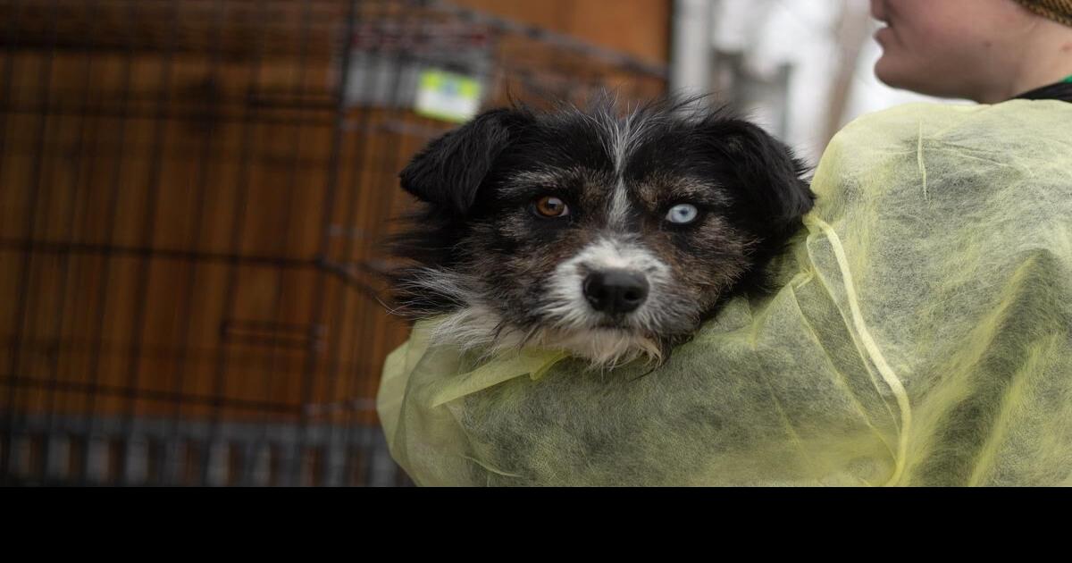 Niagara SPCA and Humane Society needs help to rescue 50 dogs from ...