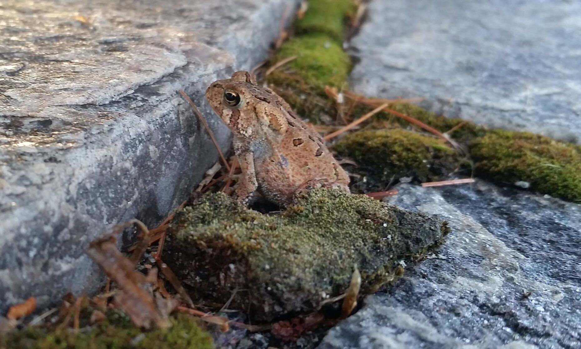Disturbing Fowler’s toad habitat costs Port Colborne $80K