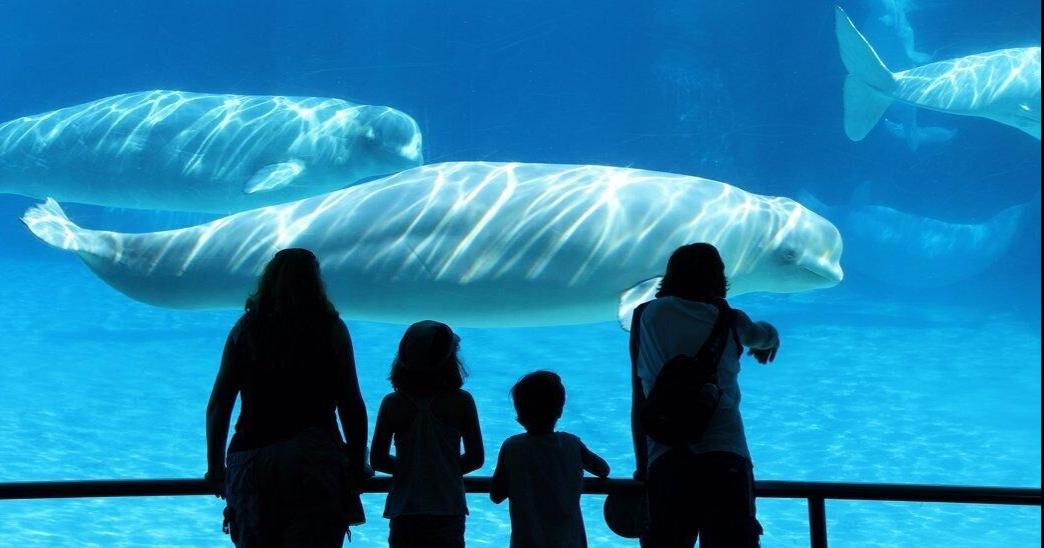 Dolphin, beluga whale die at Marineland