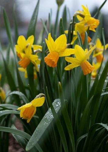 Growing Your Garden: Create bursts of spring sunshine with daffodils