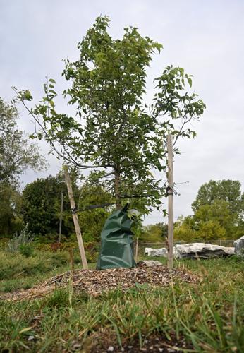 Students, others can help plant Welland’s first mini forest