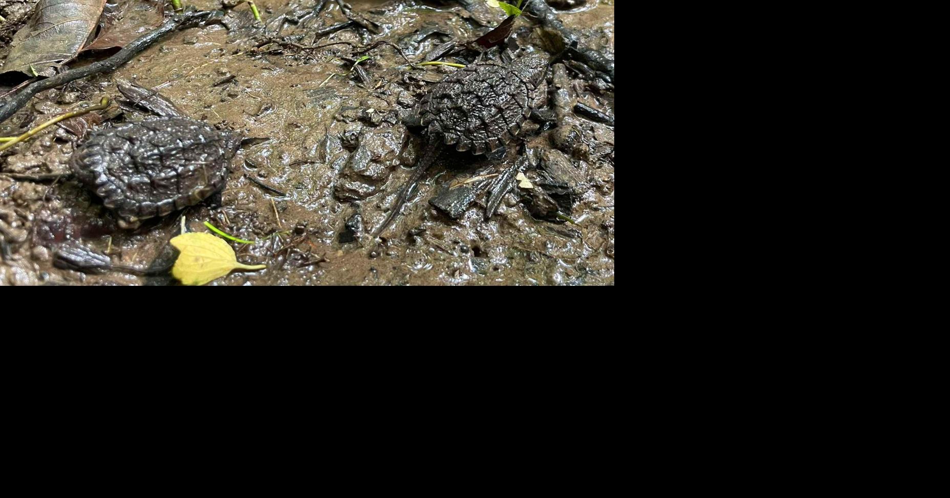 Action by Parks staff gives turtle hatchlings better shot