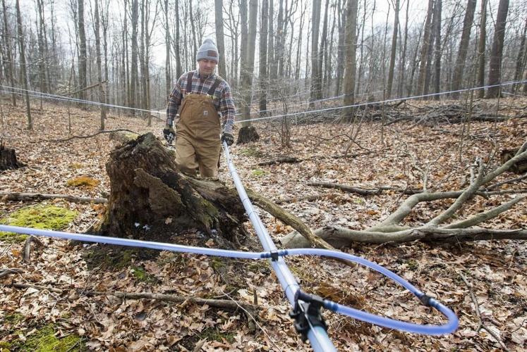 Maple syrup harvest in Niagara expected to bring darker tones due to ...