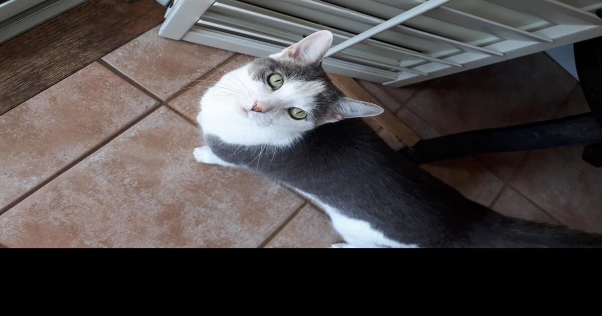 Translating ‘cat’ to English is easier than you might think