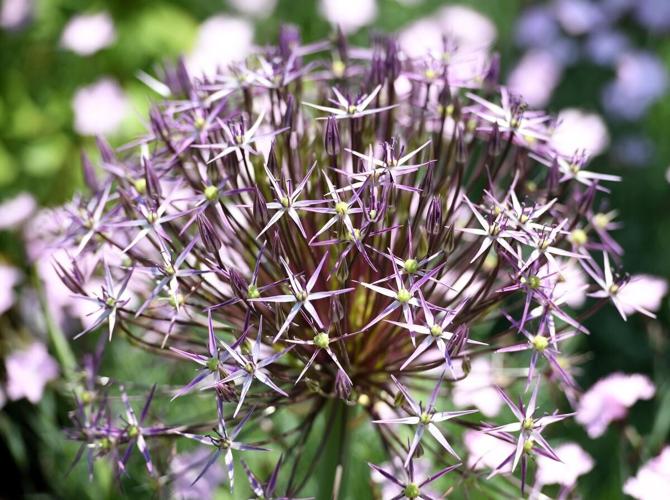 This is the most impressive, most beautiful garden in Ontario