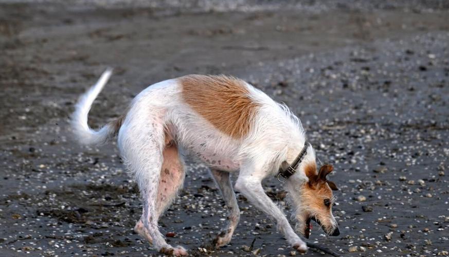 Photos: Fun day at the beach for Mr. Snuffles