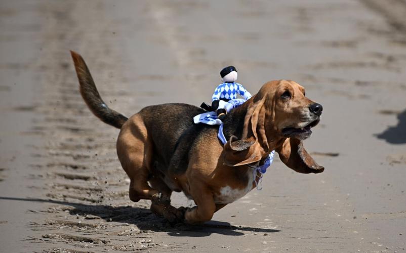 Corgis and Basset Hounds take over Fort Erie Race Track
