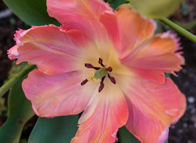 Growing Your Garden: A rainbow of May tulips