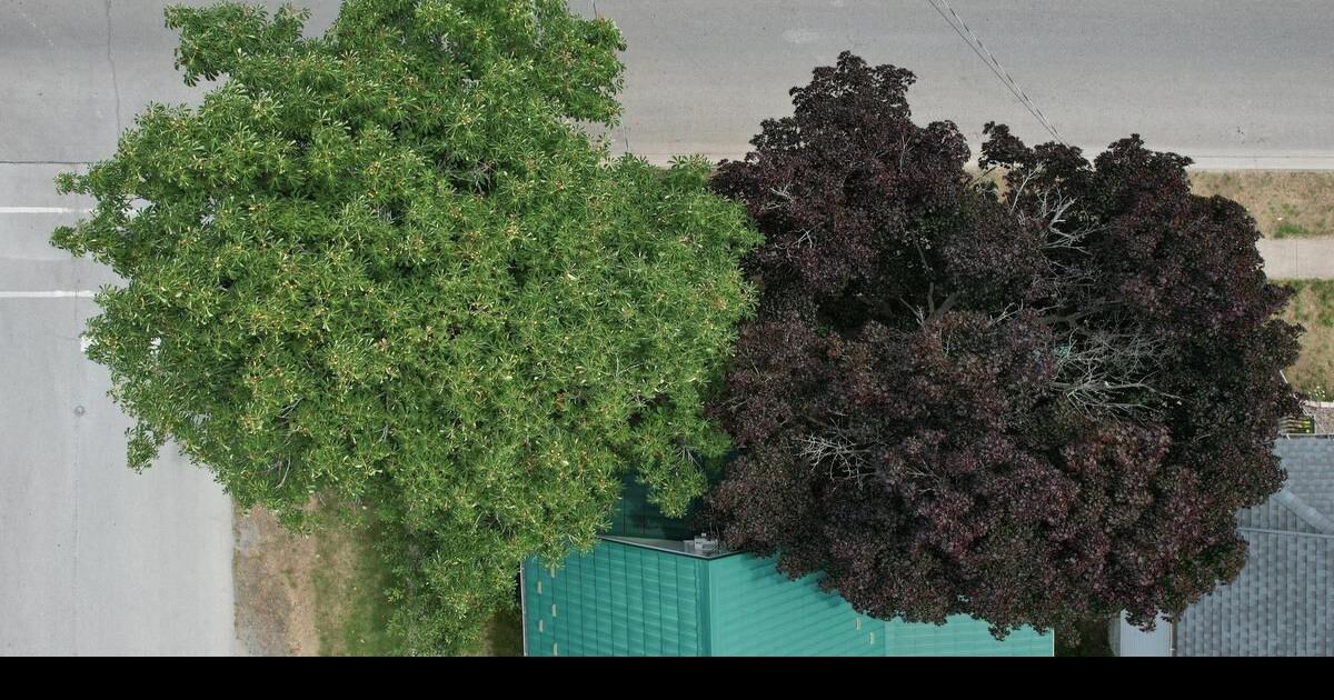 Free trees available to Port Colborne residents