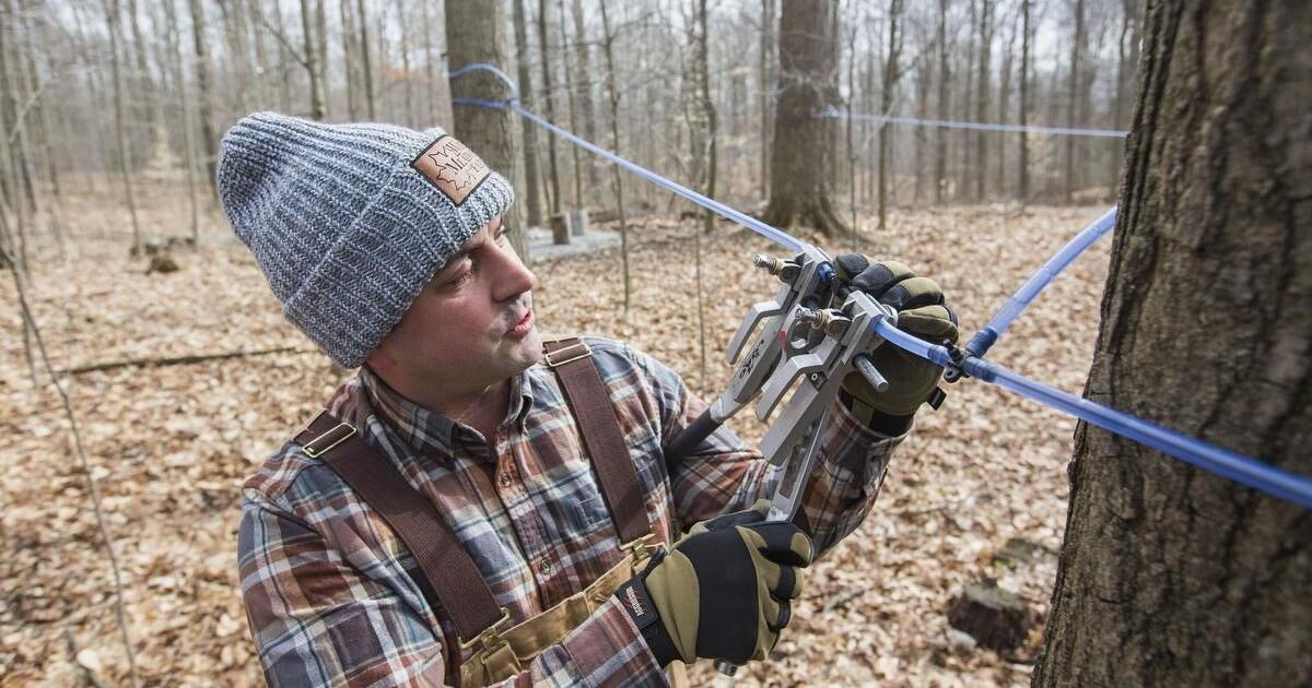 Maple syrup harvest in Niagara expected to bring darker tones due to ...