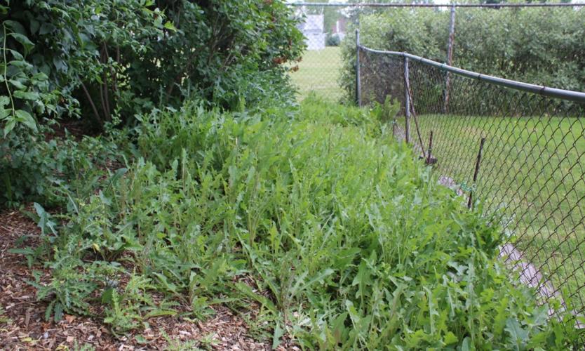 Homeowner wants City of Welland to clean up berm