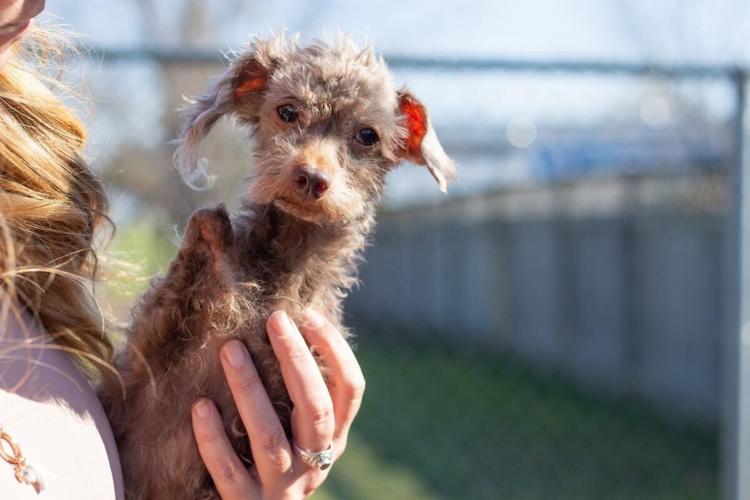 Dogs turned over to Niagara SPCA with severe matting recovering at shelter