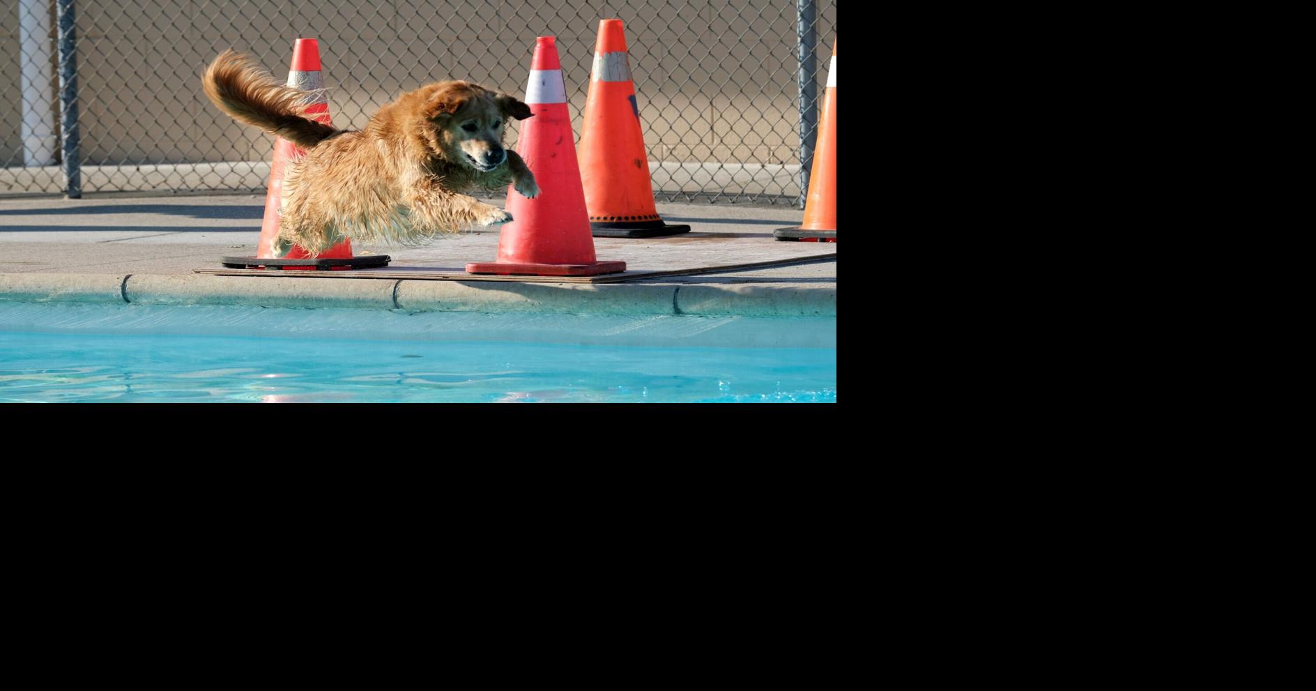 Pawsitively good time in the pool