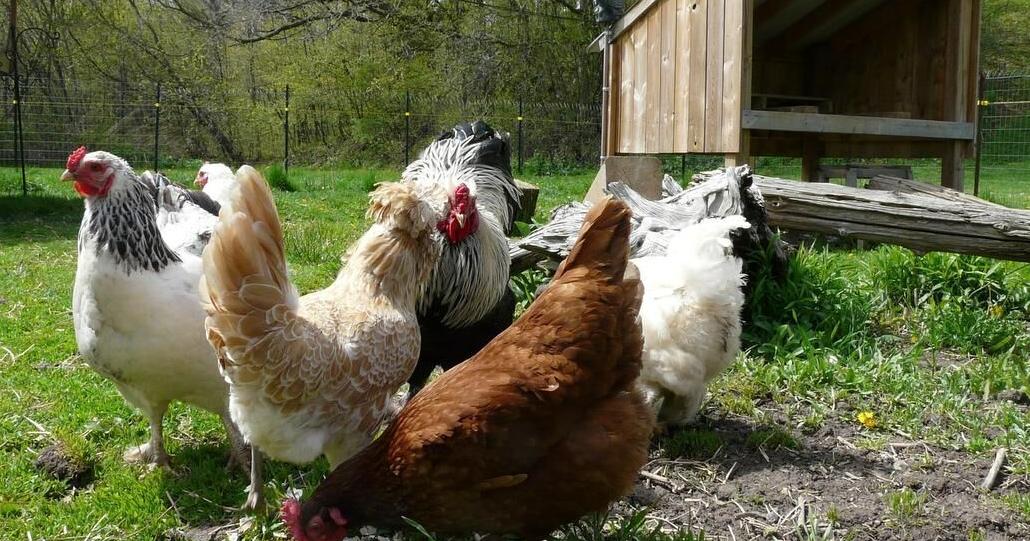 Welland resident wants to be allowed 10 hens on property