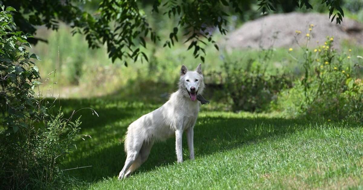 Escaped Arctic wolf rescued from northern Ontario shot and killed by ...