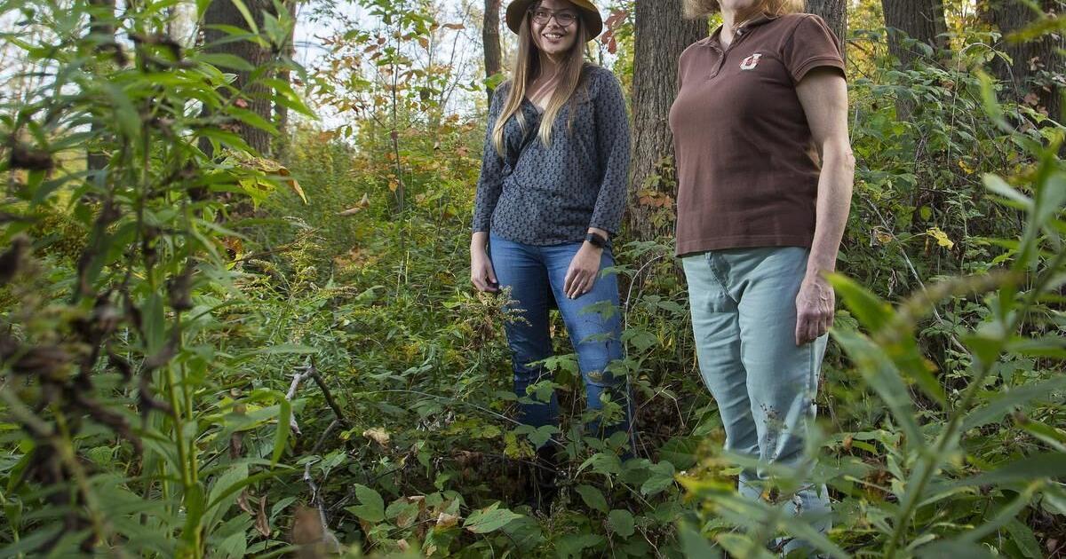 More than 100 Indigenous plant species identified on Laura Secord trail