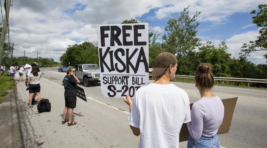 Kiska, known as the world’s loneliest orca, has died at Marineland