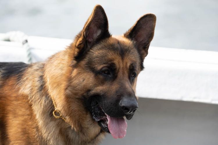 Real-life dog poisoning mystery roiling ‘Hudson & Rex’