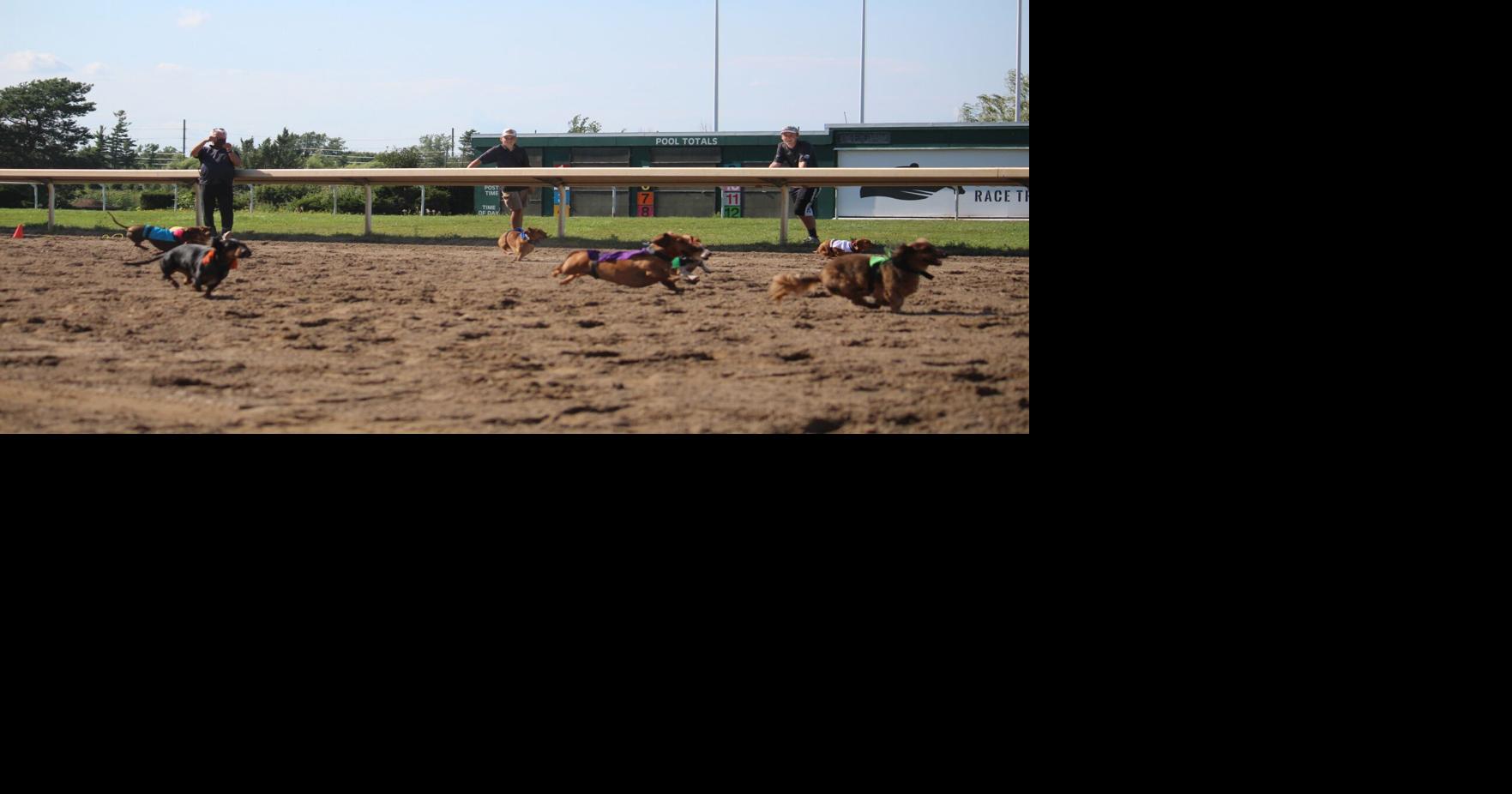 Wiener dogs to take over Fort Erie Race Track