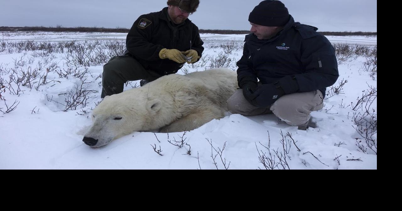 CBC’s ‘Arctic Vets’ brings viewers up close with polar bears, seals and ...