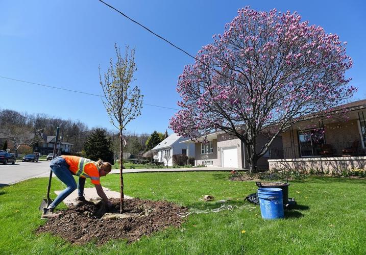 Hamilton will plant thousands more trees this year — if COVID allows