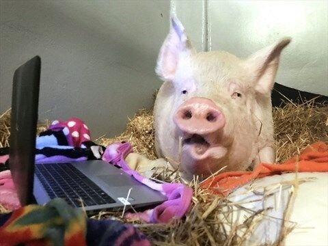Sick 650-pound 'wonder pig' requires an extra-large CT scanner