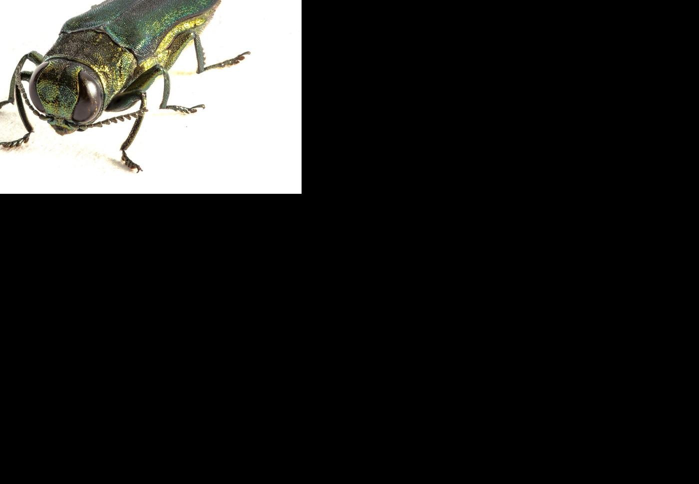 Welland receives $12,000 to restore tree canopy