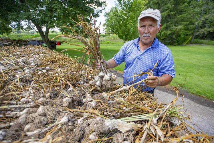 China, India dominate world garlic production