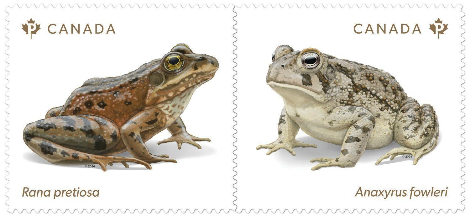 Disturbing Fowler’s toad habitat costs Port Colborne $80K