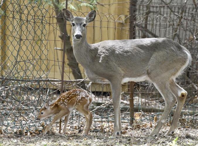 Deer gives birth on Mother’s Day in Westdale backyard