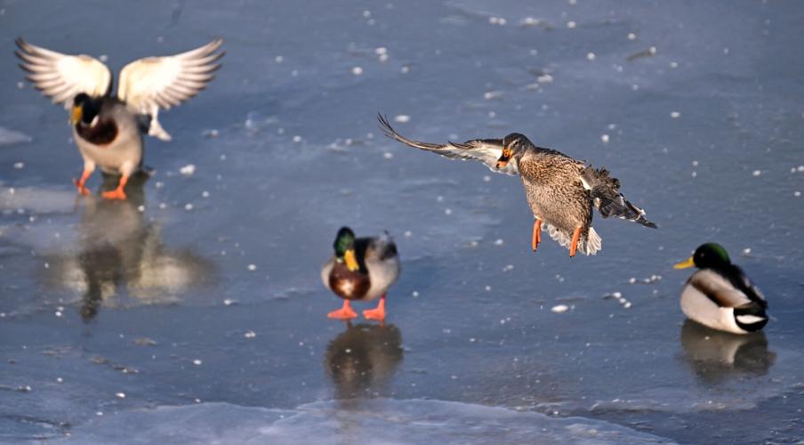 Photos: Hundreds of Canada geese flock to Welland River