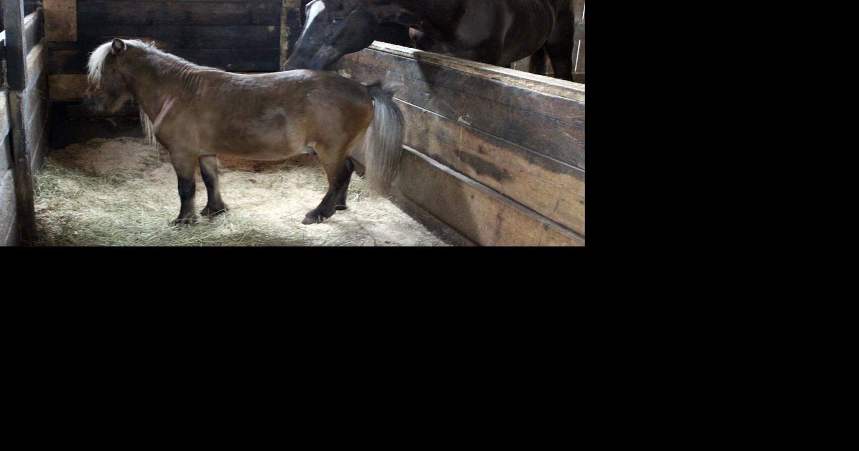 Last Chance Horse and Pony Rescue given a second chance