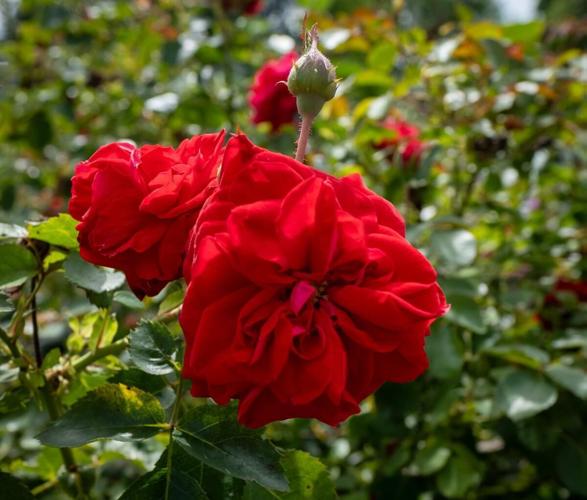 Roses at Royal Botanical Gardens — a living laboratory
